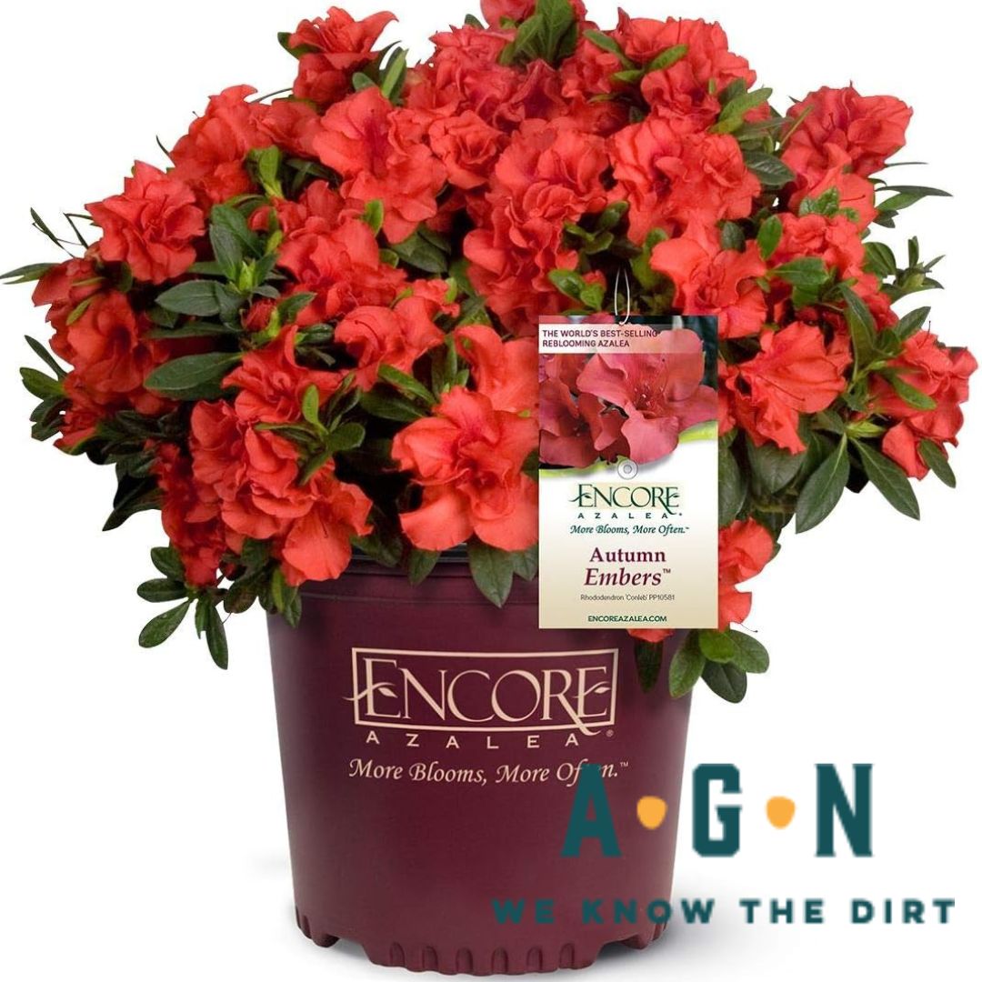 Autumn Embers Encore Azalea – America's Gardens Nursery