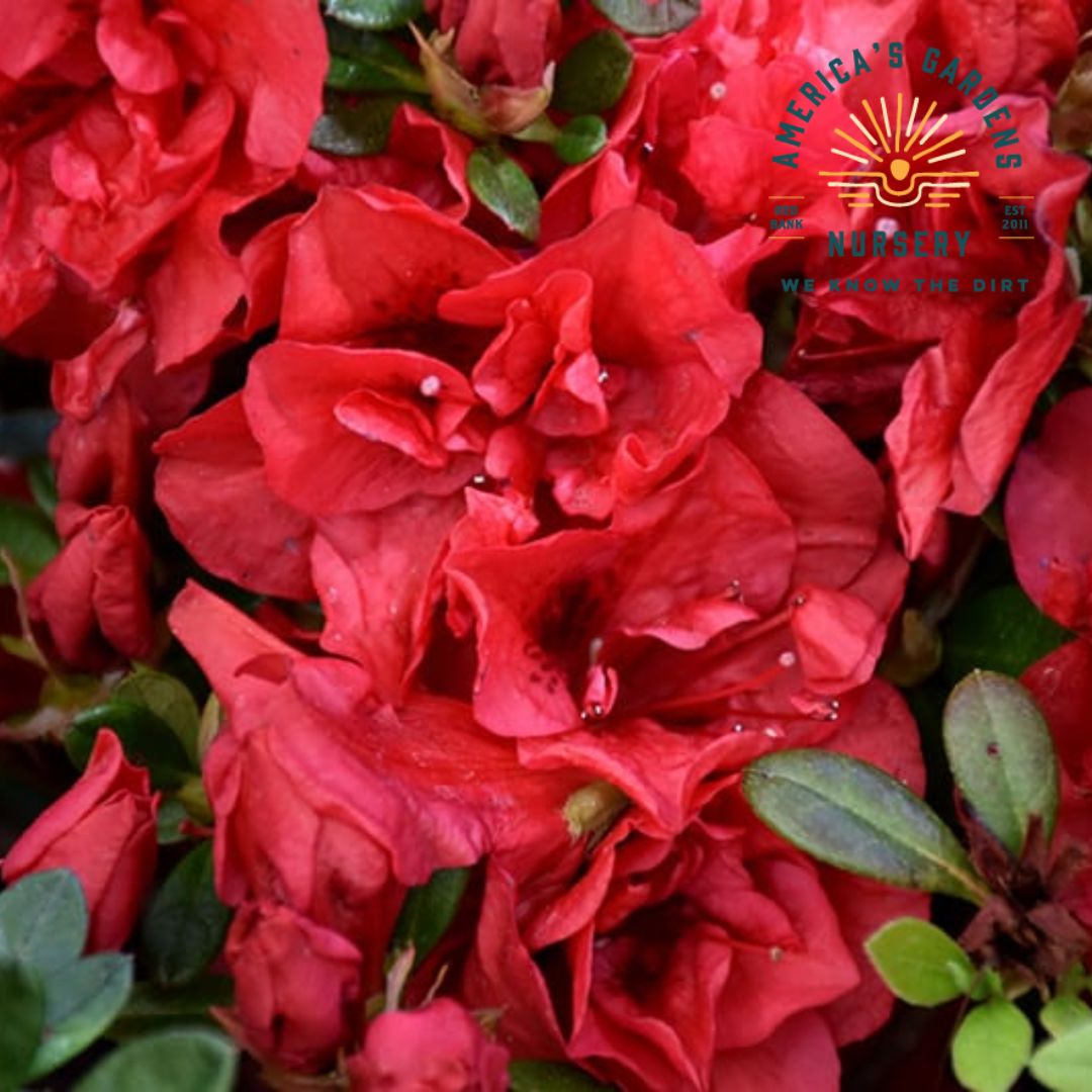 Autumn Fire Encore Azalea – America's Gardens Nursery