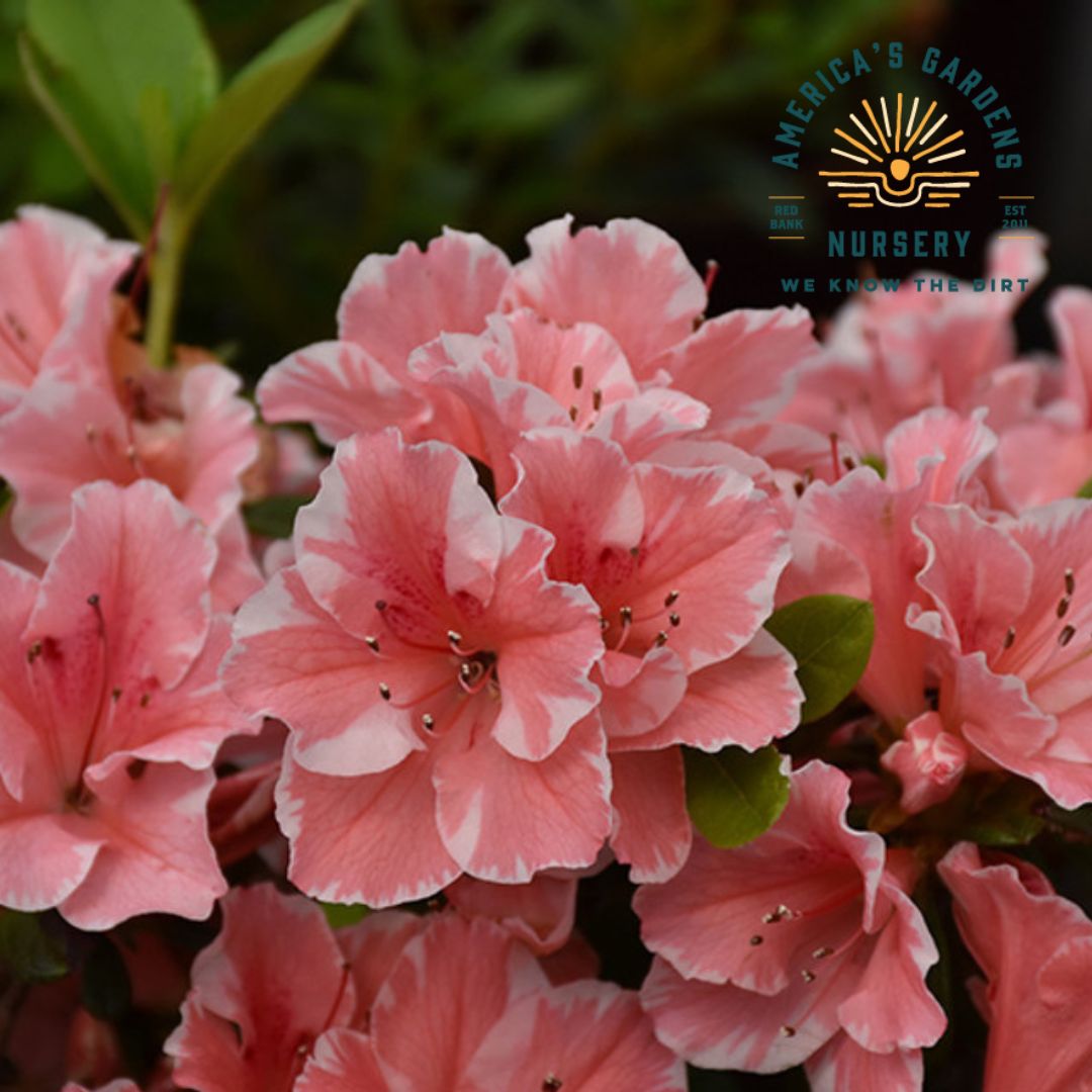 Autumn Sunburst Encore Azalea – America's Gardens Nursery