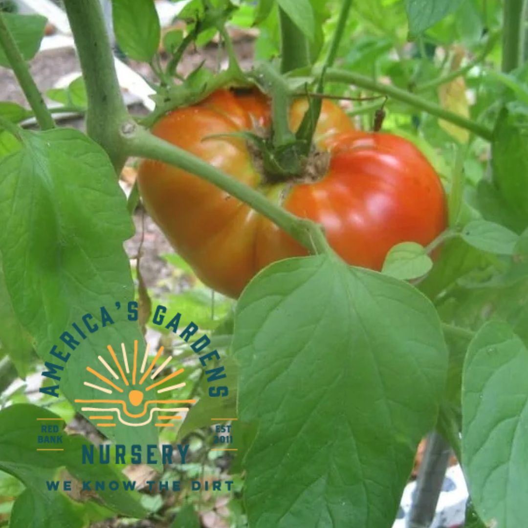 Beefmaster Tomato Plant – America's Gardens Nursery
