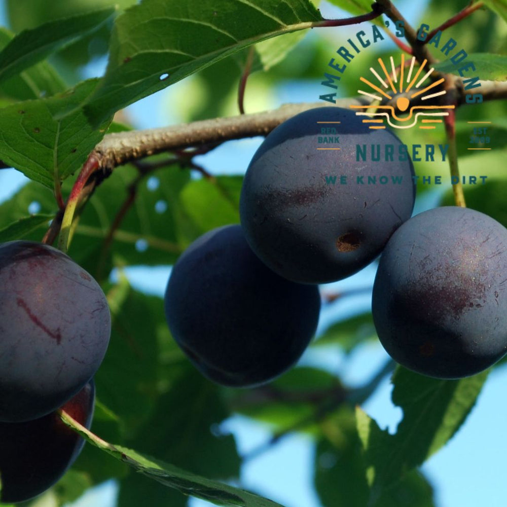 Black Ruby Plum Tree – America's Gardens Nursery