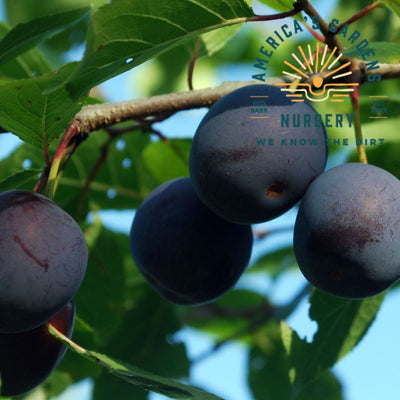 Black Ruby Plum Tree – America's Gardens Nursery