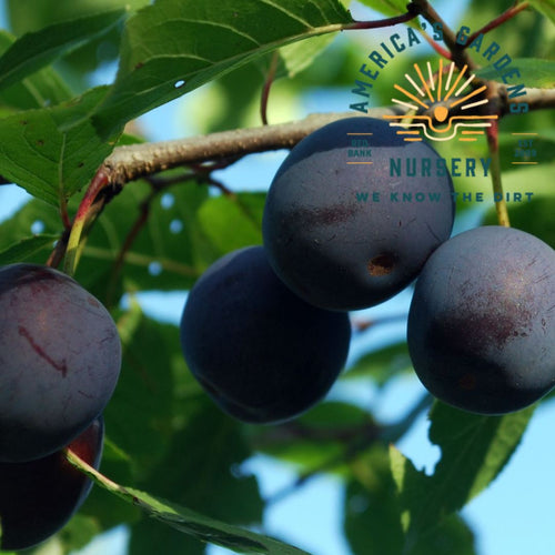 Black Ruby Plum Tree – America's Gardens Nursery