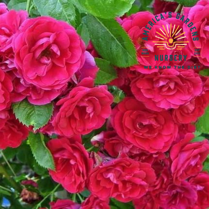 Blaze Improved Climbing Rose Plant – America's Gardens Nursery