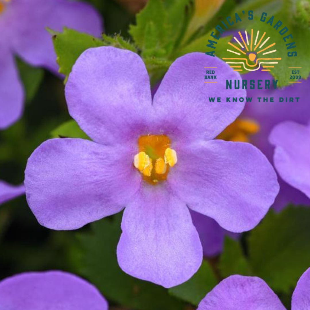 Megacopa Bacopa Assortment – America's Gardens Nursery