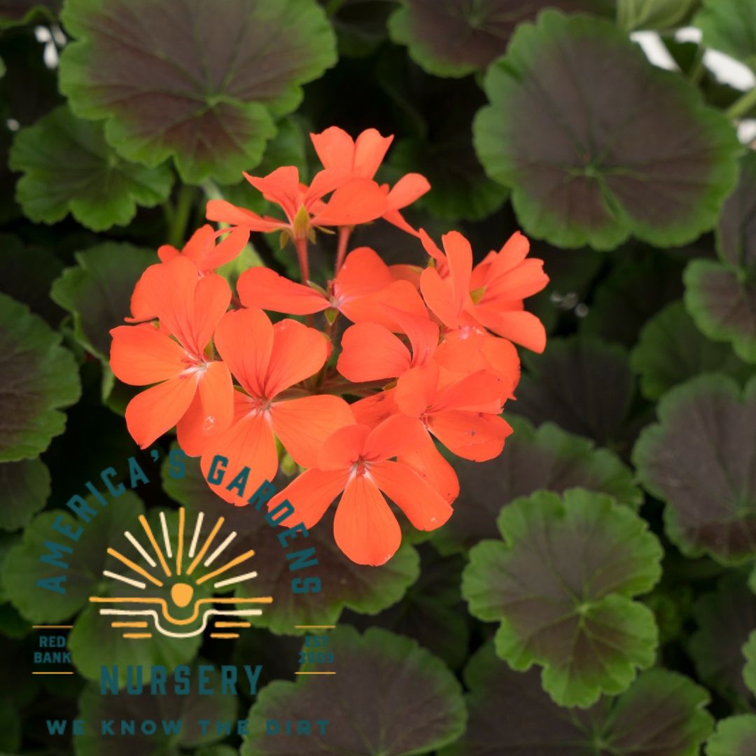 Brocade Night Fire Geranium – America's Gardens Nursery