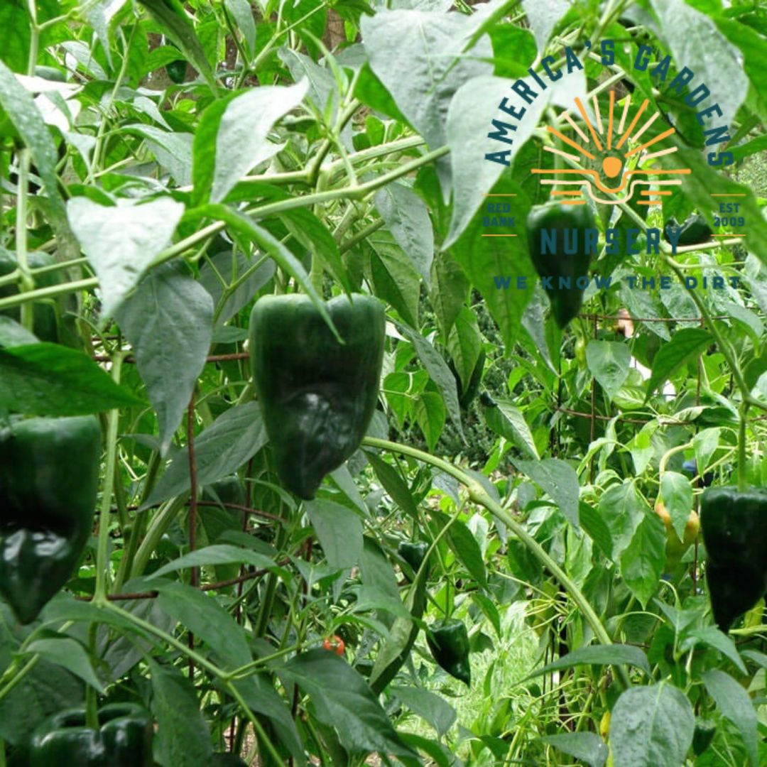 Chile Relleno Pepper Plant – America's Gardens Nursery
