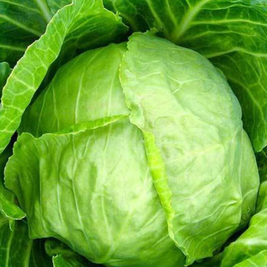 East Jersey Wakefield Cabbage – America's Gardens Nursery