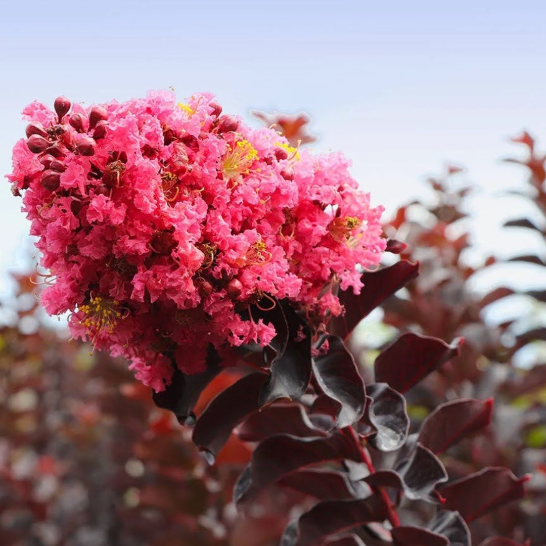 Thunderstruck Coral Boom Crepe Myrtle – America's Gardens Nursery