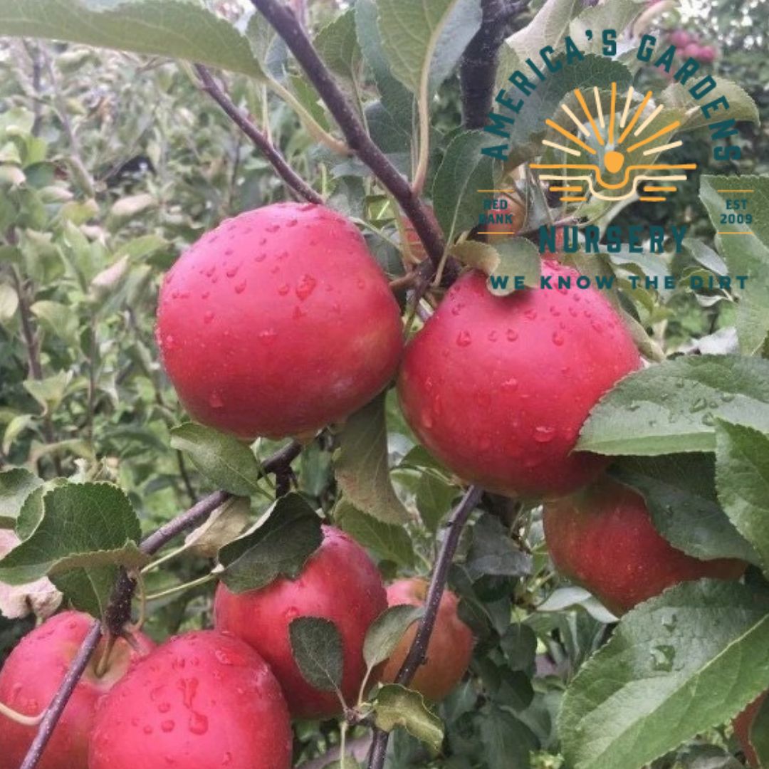 Crimson Crisp Apple Tree – America's Gardens Nursery