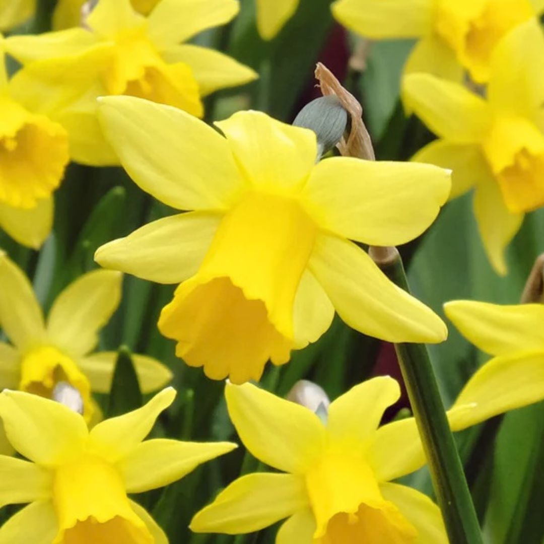 Daffodils – America's Gardens Nursery