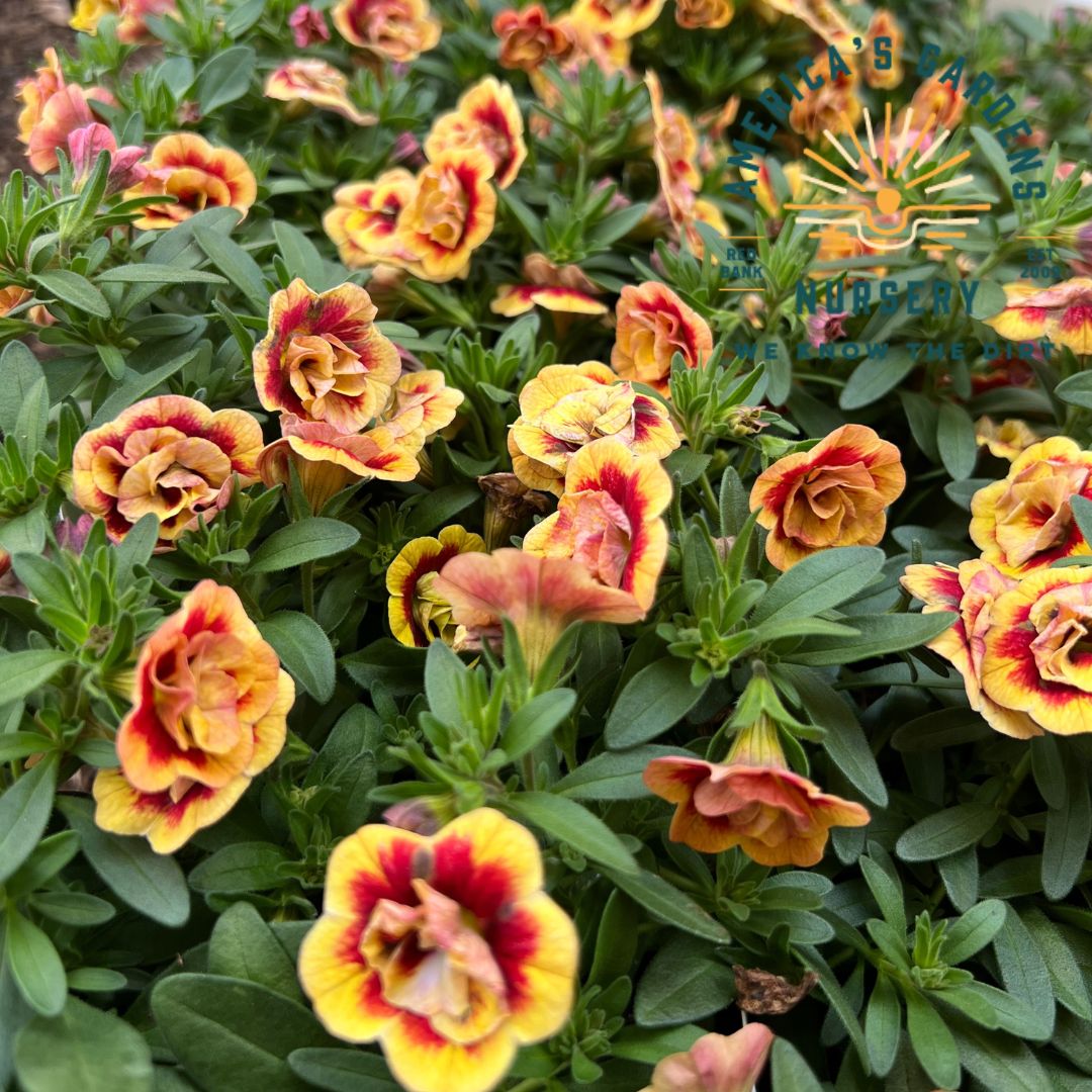 MiniFamous Neo Double Calibrochoa – America's Gardens Nursery
