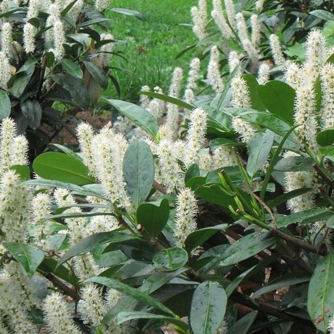 Dwarf English Laurel – America's Gardens Nursery