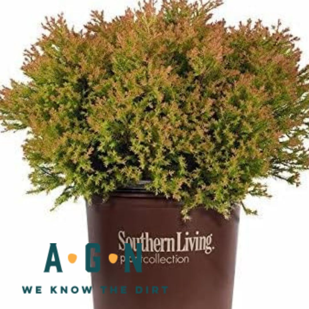 Fire Chief Arborvitae – America's Gardens Nursery