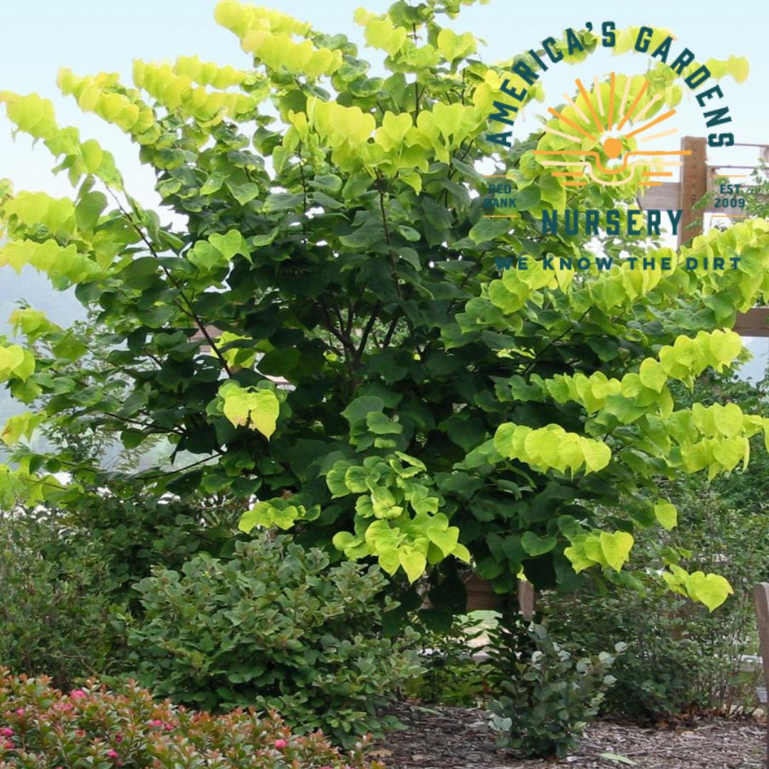 Hearts of Gold Redbud Tree – America's Gardens Nursery