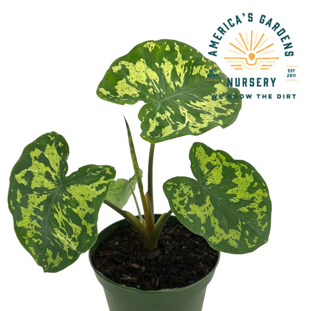 Hilo Beauty Alocasia – America's Gardens Nursery