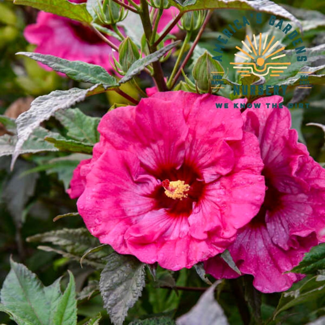 Inner Glow Hardy Hibiscus (Rosemallow) – America's Gardens Nursery