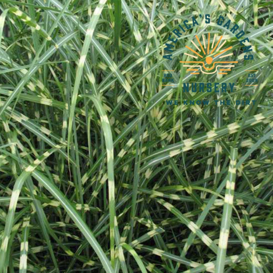 Little Zebra Ornamental Grass – America's Gardens Nursery