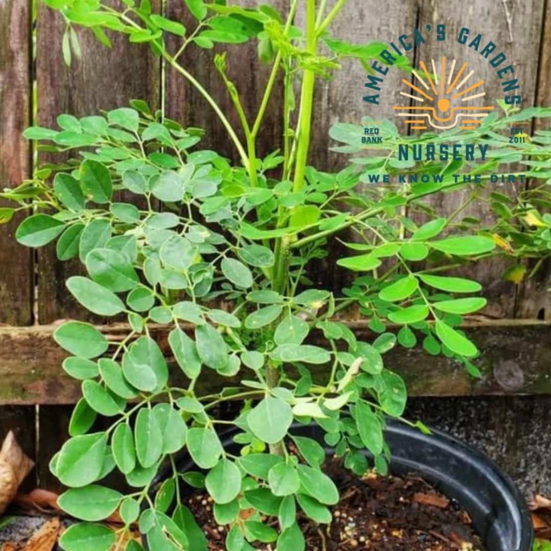Moringa Oliefera Plant – America's Gardens Nursery