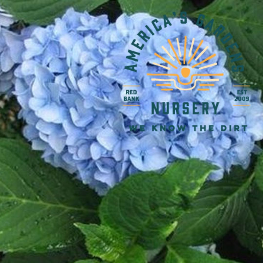 Nantucket Blue Hydrangea – America's Gardens Nursery