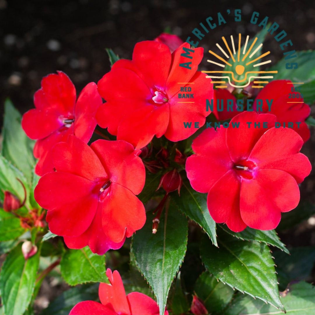 Compact Red NG Sunpatiens – America's Gardens Nursery