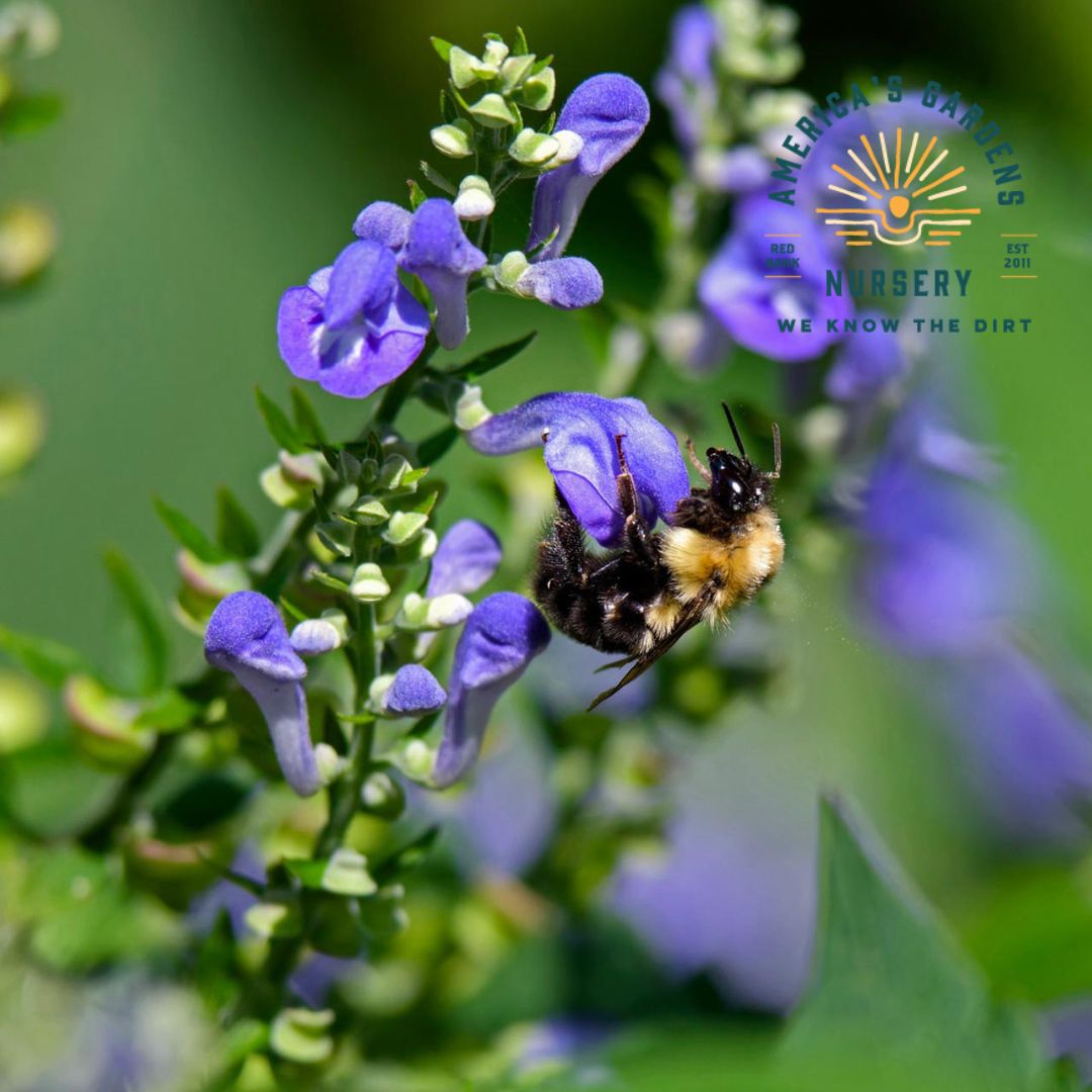 Skullcap, Official – America's Gardens Nursery