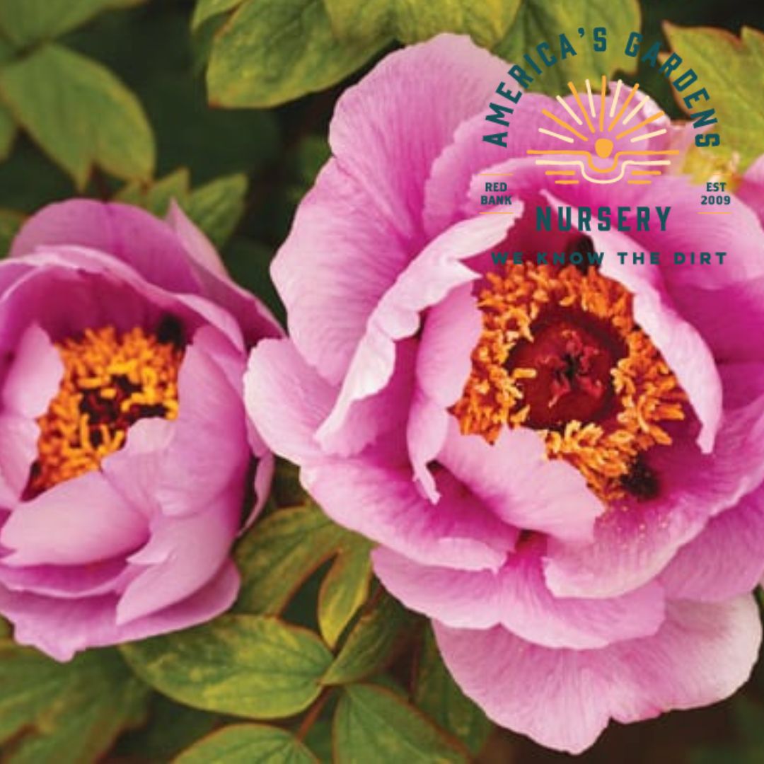 Peony, Old Rose Dandy Itoh – America's Gardens Nursery