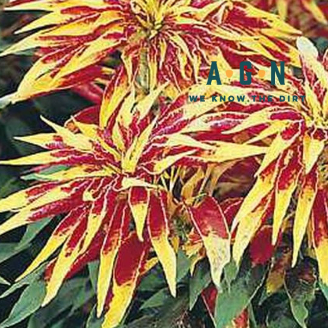 Perfecta (Joseph's Coat) Amaranthus – America's Gardens Nursery