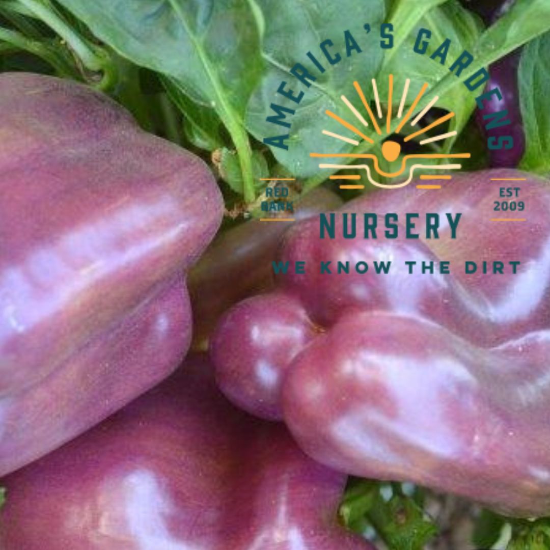 Purple Bell Pepper Plants – America's Gardens Nursery