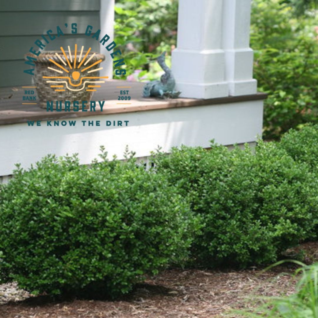 Sprinter Boxwood – America's Gardens Nursery