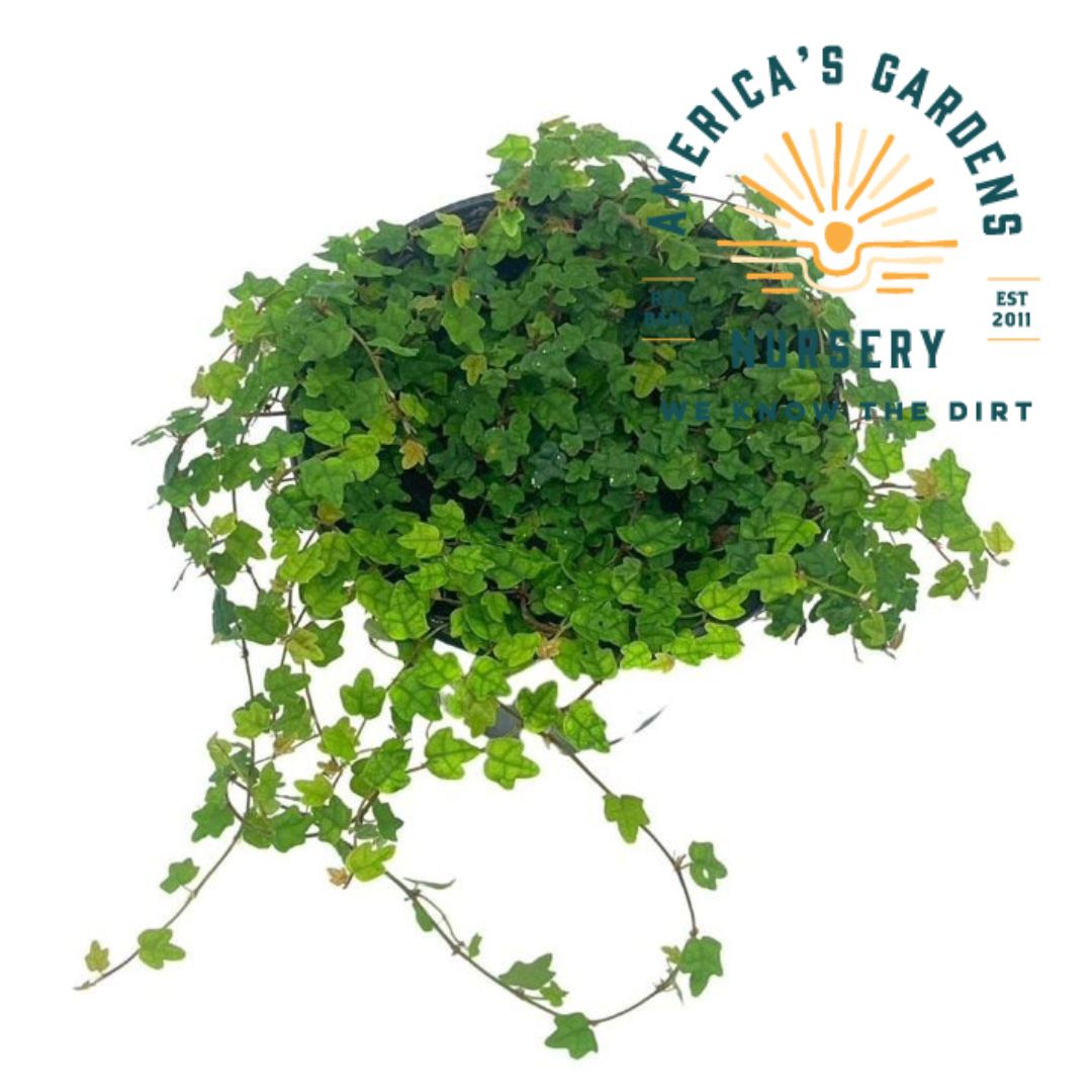 String of Frogs Plant – America's Gardens Nursery