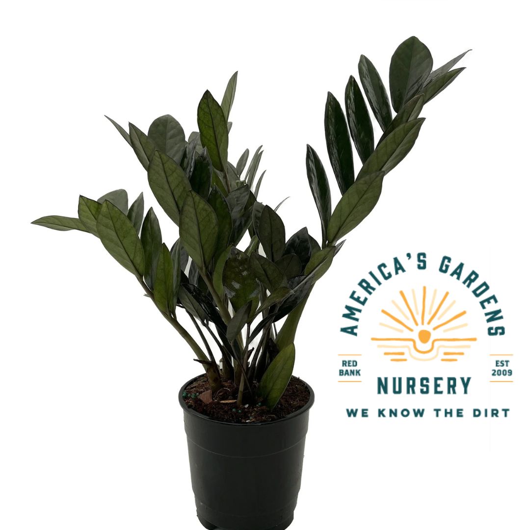 Super Nova ZZ (Zamiocalcas-Zamifolia) – America's Gardens Nursery