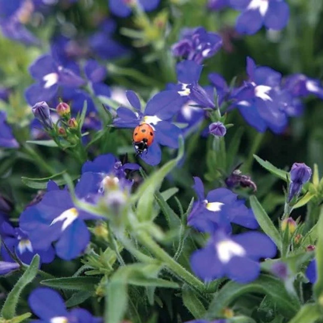 Deep Blue with Eye Techno Lobelia – America's Gardens Nursery