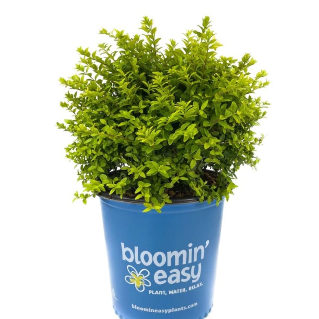 Thunderbolt Box Honeysuckle – America's Gardens Nursery