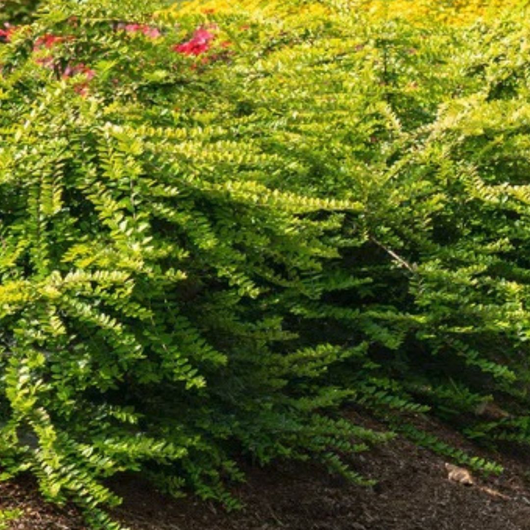 Thunderbolt Box Honeysuckle – America's Gardens Nursery