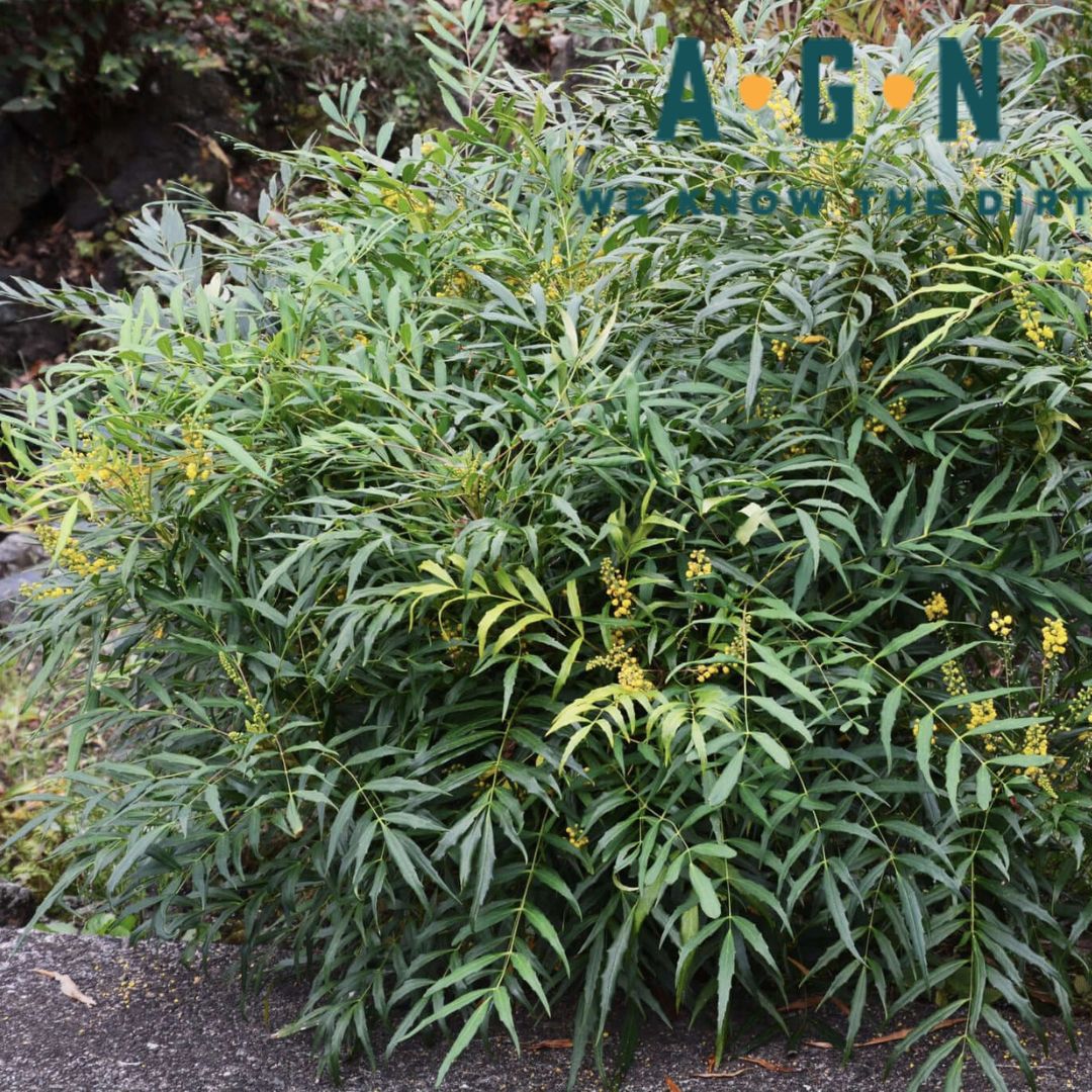 Mahonia Soft Caress – America's Gardens Nursery