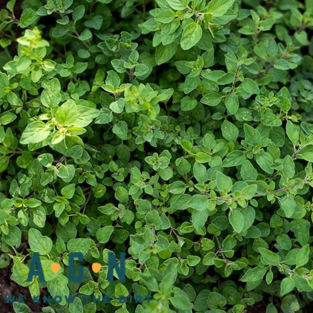 Greek Oregano – America's Gardens Nursery