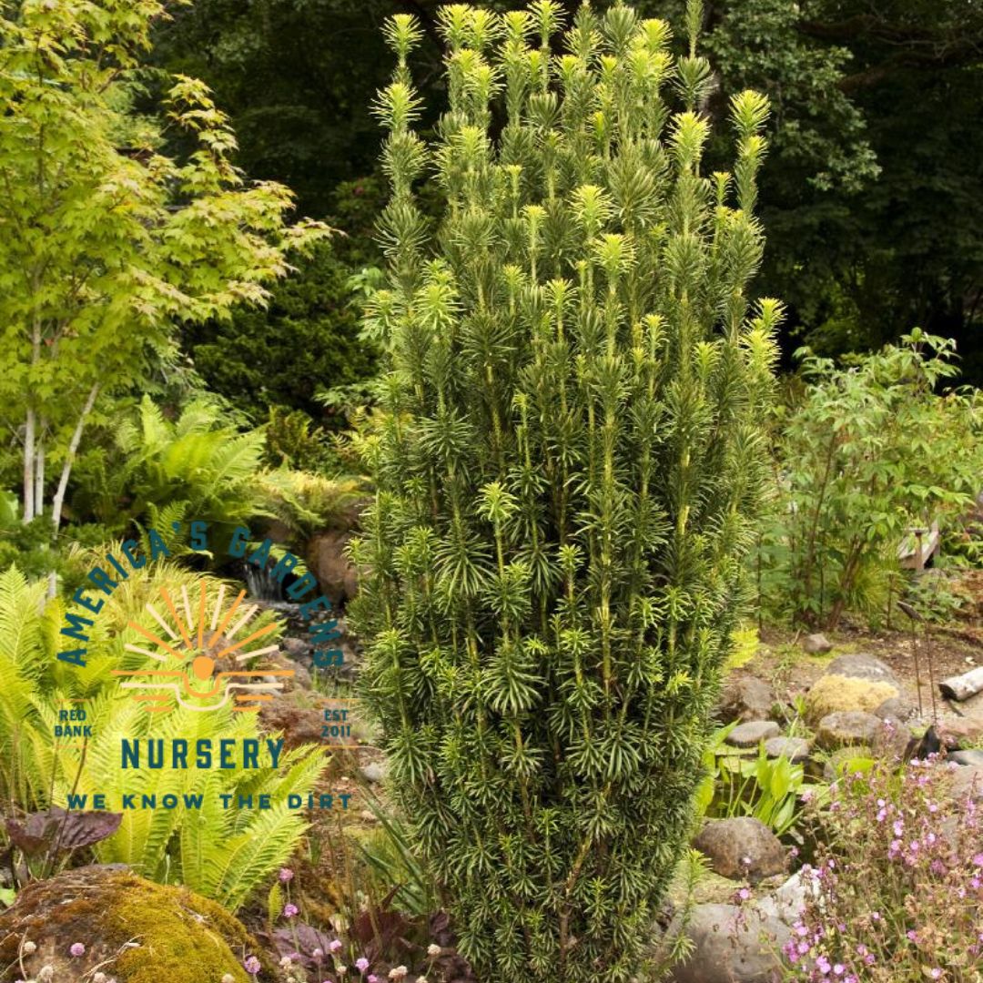 Upright Plum Yew Shrub – America's Gardens Nursery