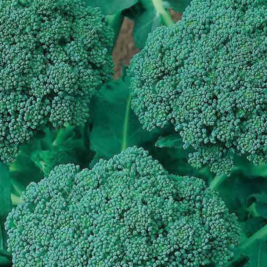 Waltham 29 Broccoli Plant – America's Gardens Nursery