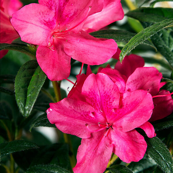 Autumn Jewel Azalea – America's Gardens Nursery