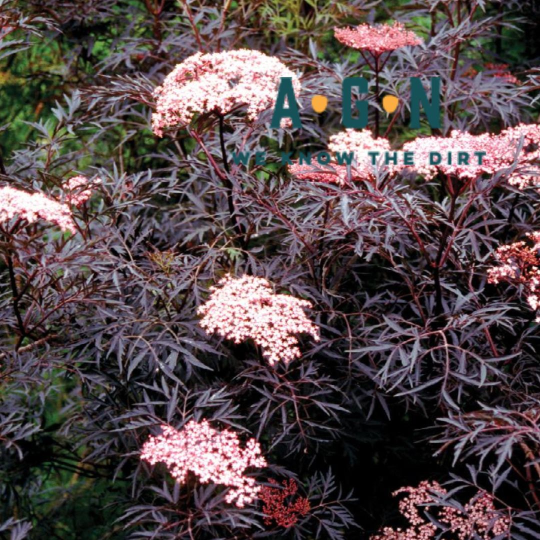 Black Lace Sambucus (Elderberry) – America's Gardens Nursery