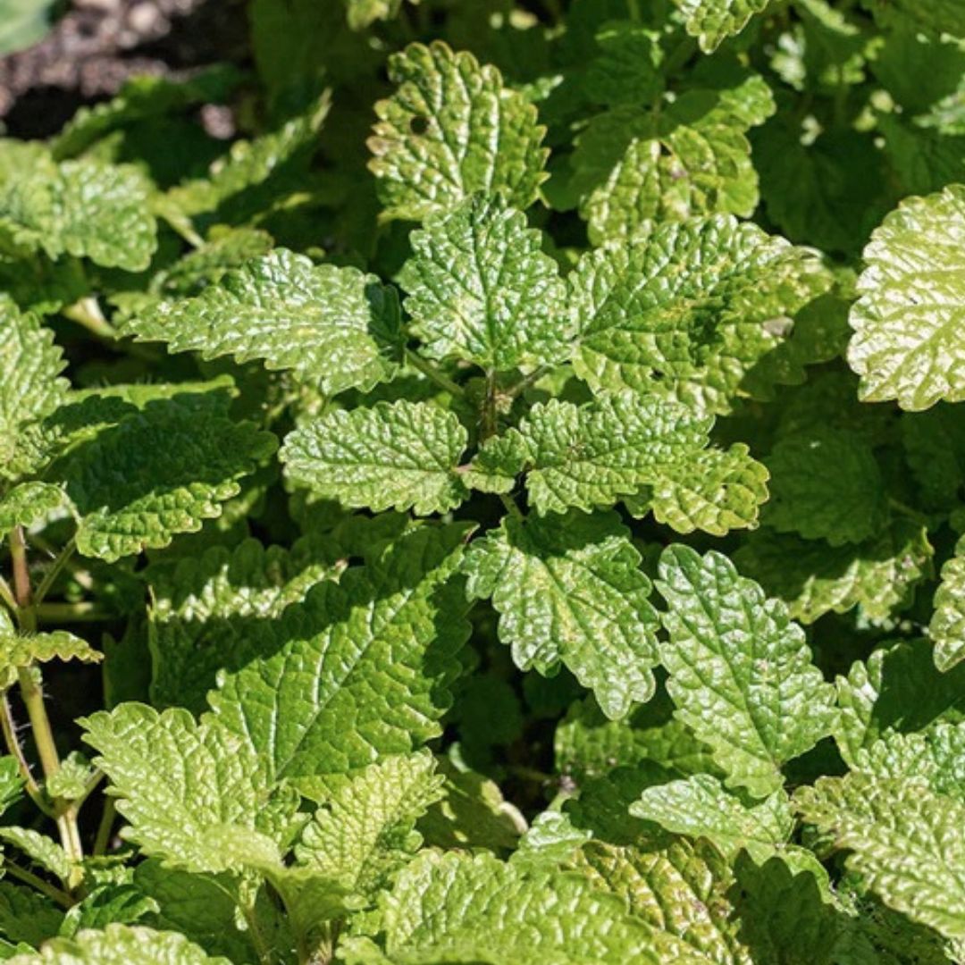 Mandarin Lemon Balm – America's Gardens Nursery