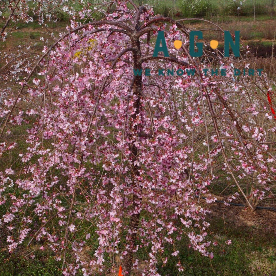 Pink Weeping Cherry (Prunus Pendula) – America's Gardens Nursery