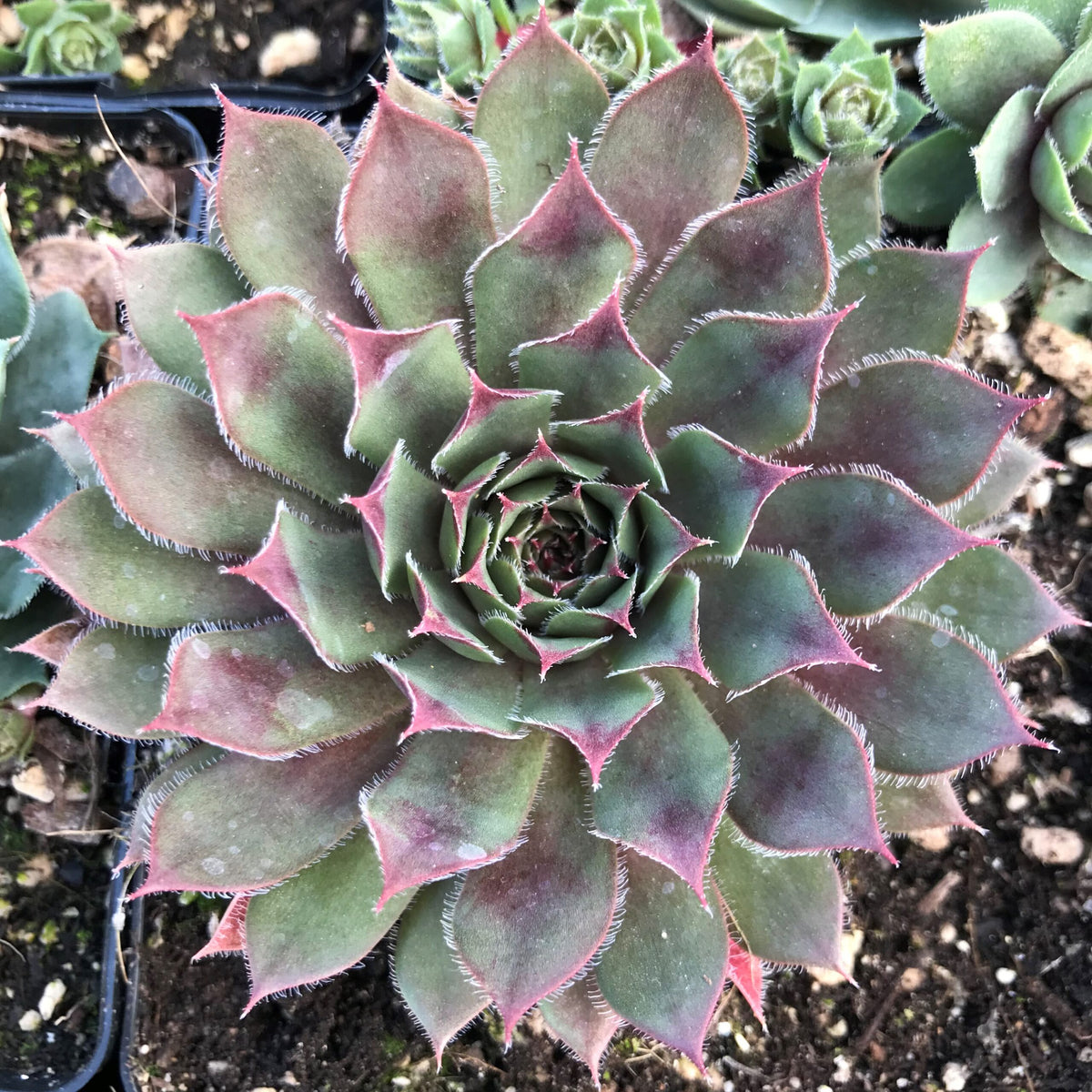 Red Heart Hens & Chicks – America's Gardens Nursery