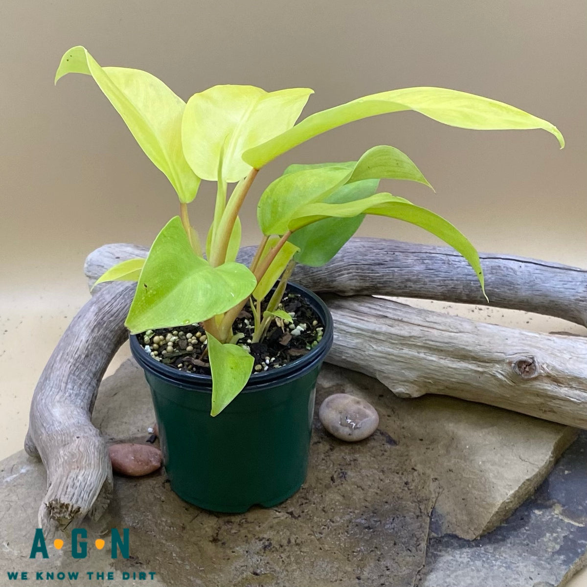 Golden Goddess Philodendron – America's Gardens Nursery