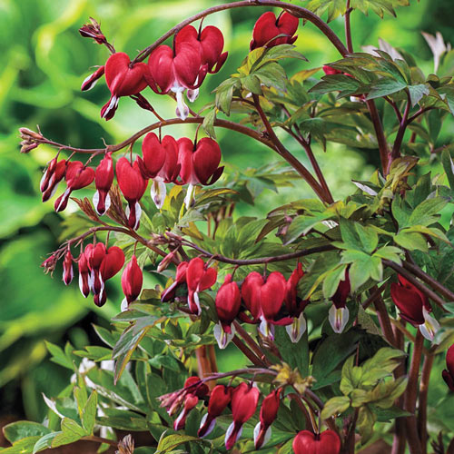 Valentine Dicentra (Bleeding Heart) – America's Gardens Nursery